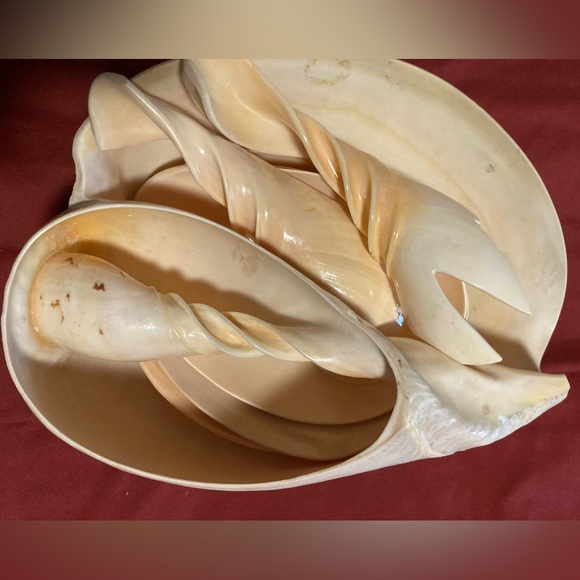 unbranded | Dining | Conch Sea Shell Serving Bowl Plates Fork Spoon ...